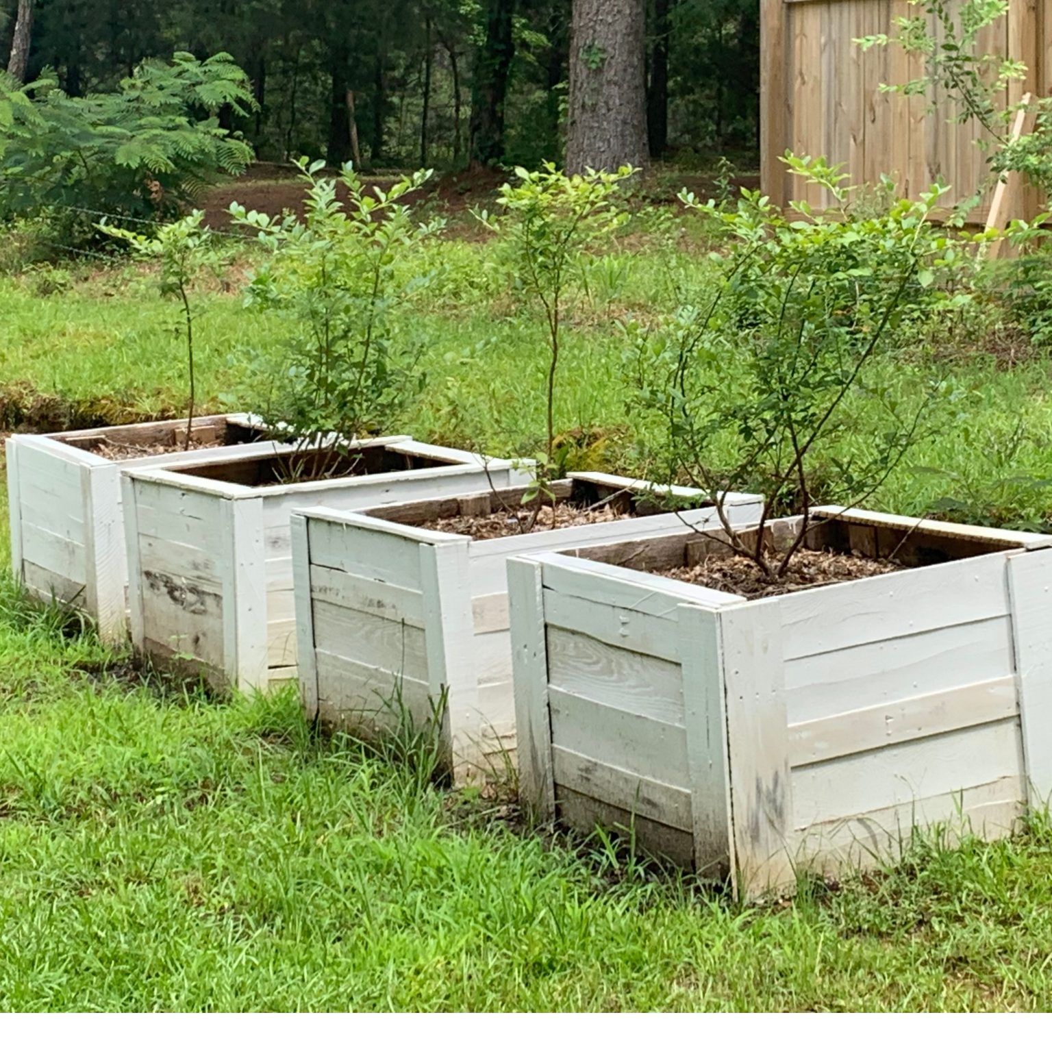 How to Grow Blueberries in Containers - Countryside
